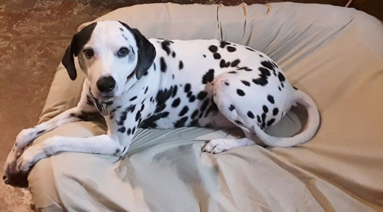 Best Dog Bed Cover | Fitted Sheets Pet Beds | Dog Bed Sheets – PawSheets®