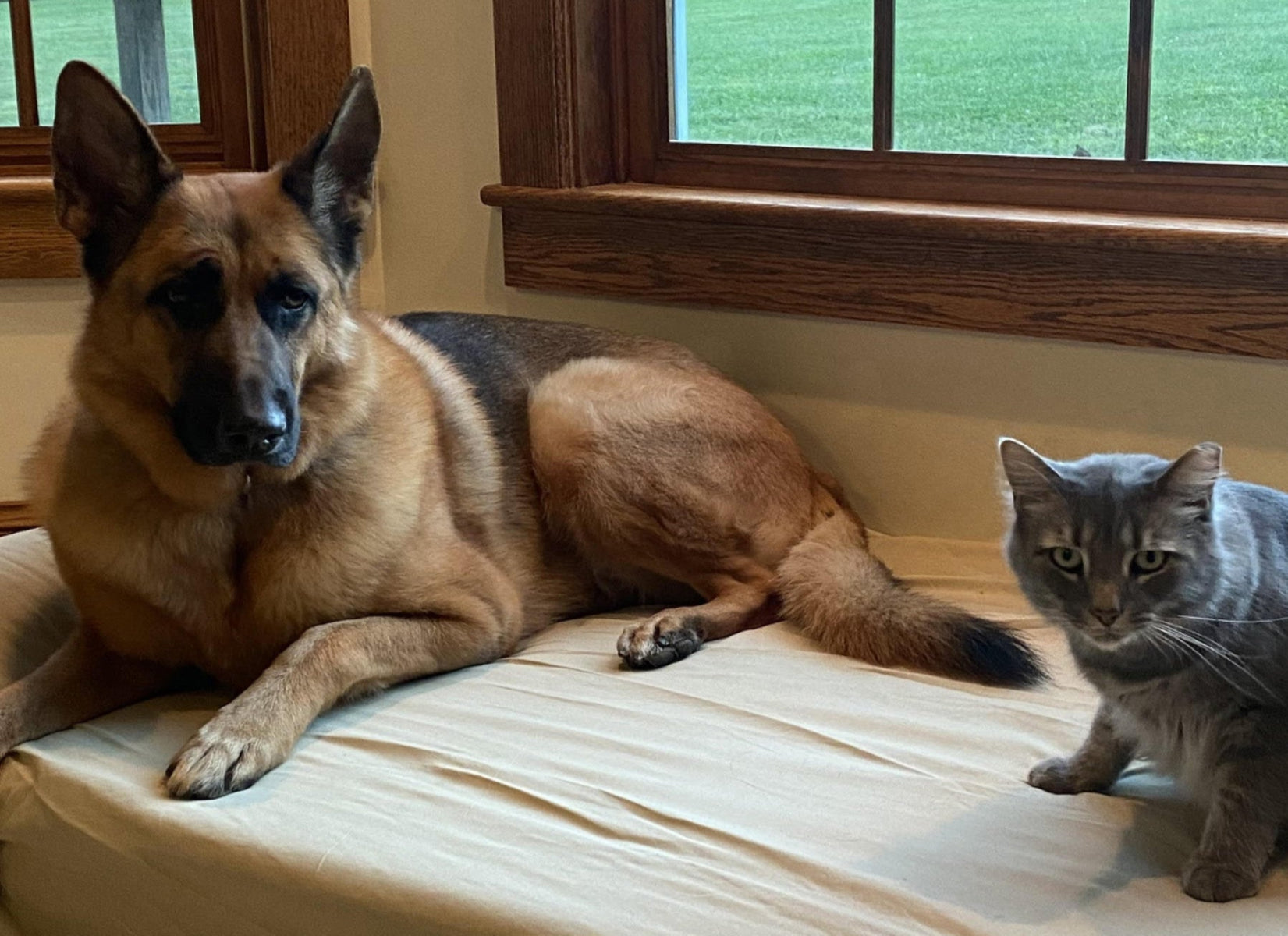 Best Dog Bed Cover | Fitted Sheets Pet Beds | Dog Bed Sheets – PawSheets®